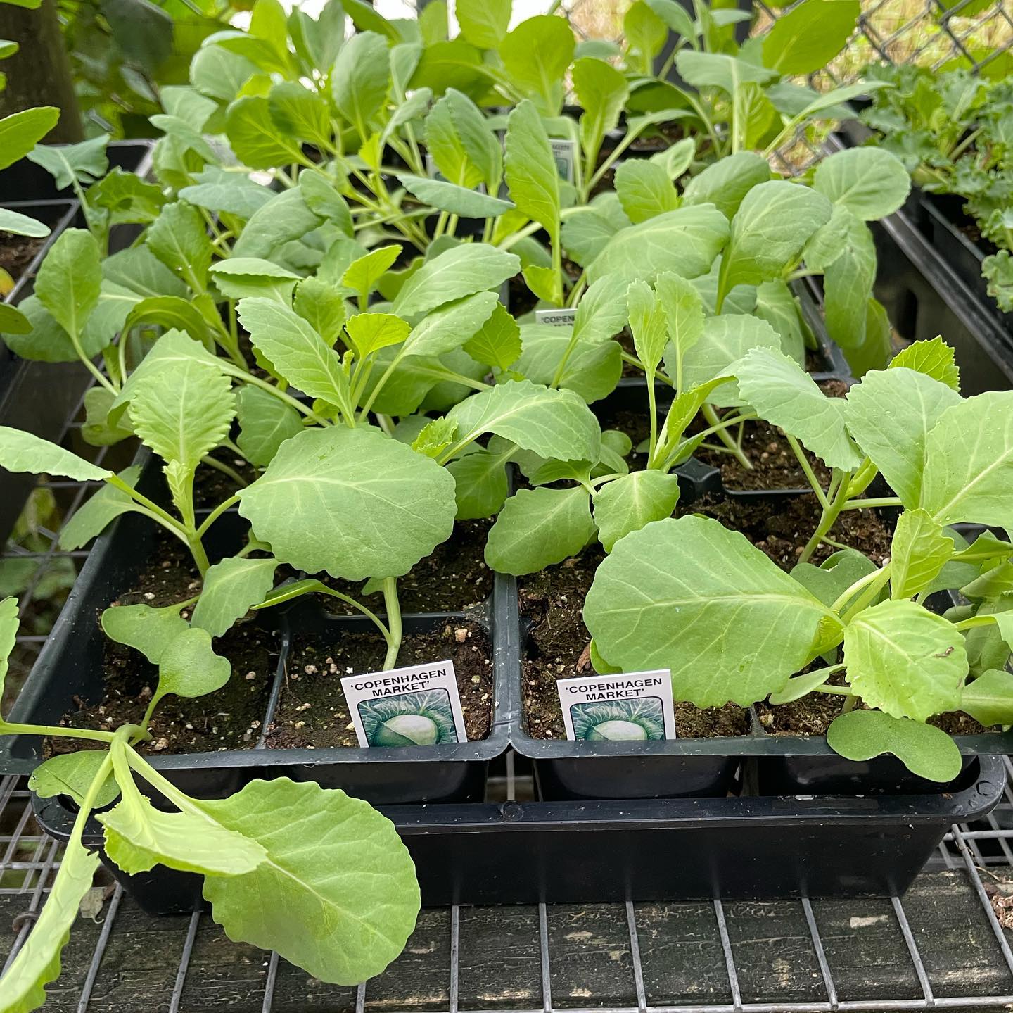Seeds & Starter Plants - Quality Feed & Garden Company